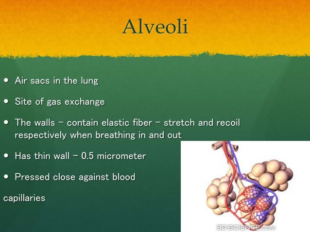AS Level Biology - 9) Gas Exchange | PPTX | Lung and Respiratory Health ...