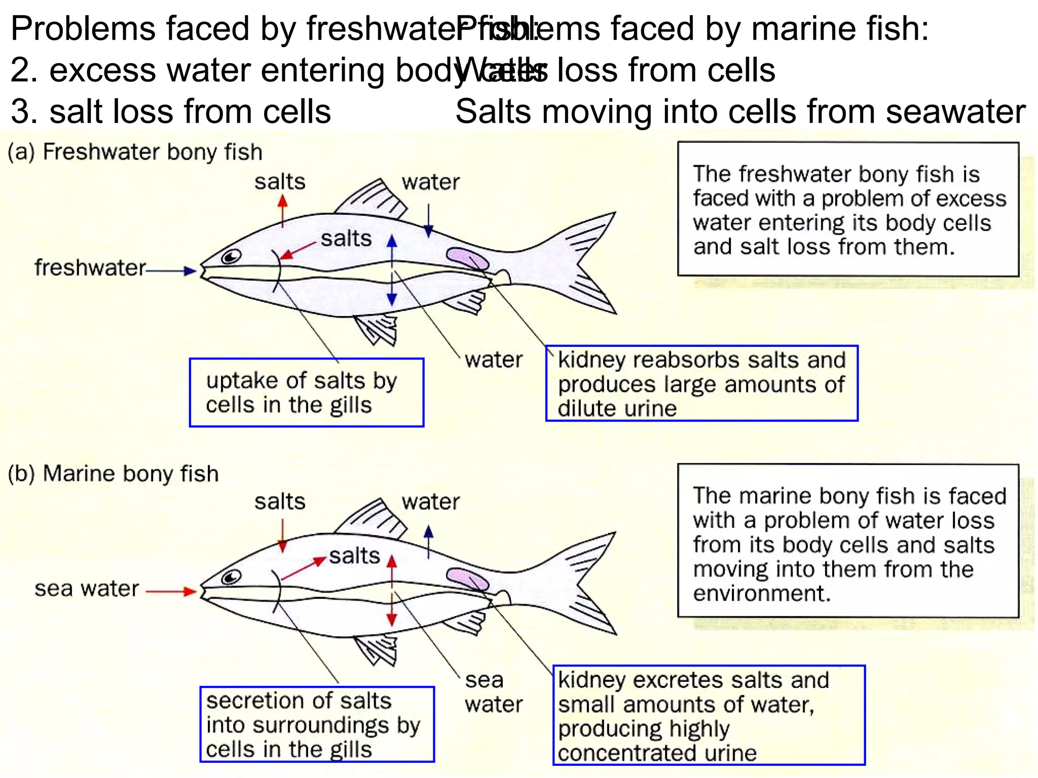Chapter 21 Ecology Lesson 1 - Biotic and abiotic factors | PPT