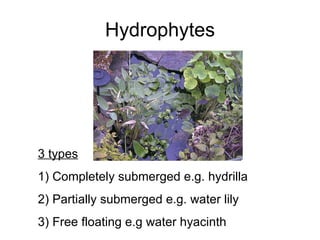 Chapter 21 Ecology Lesson 1 - Biotic and abiotic factors | PPT