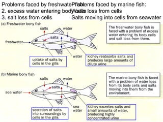 Marine Abiotic And Biotic Factors