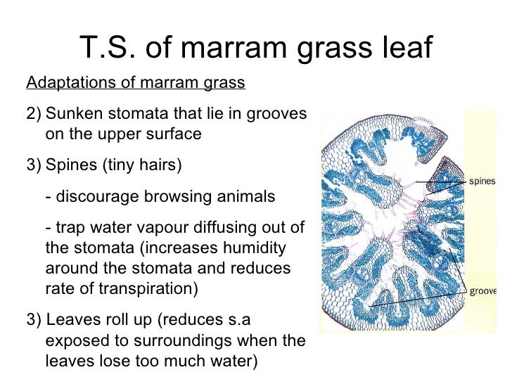 Chapter 21 Ecology Lesson 1 - Biotic and abiotic factors