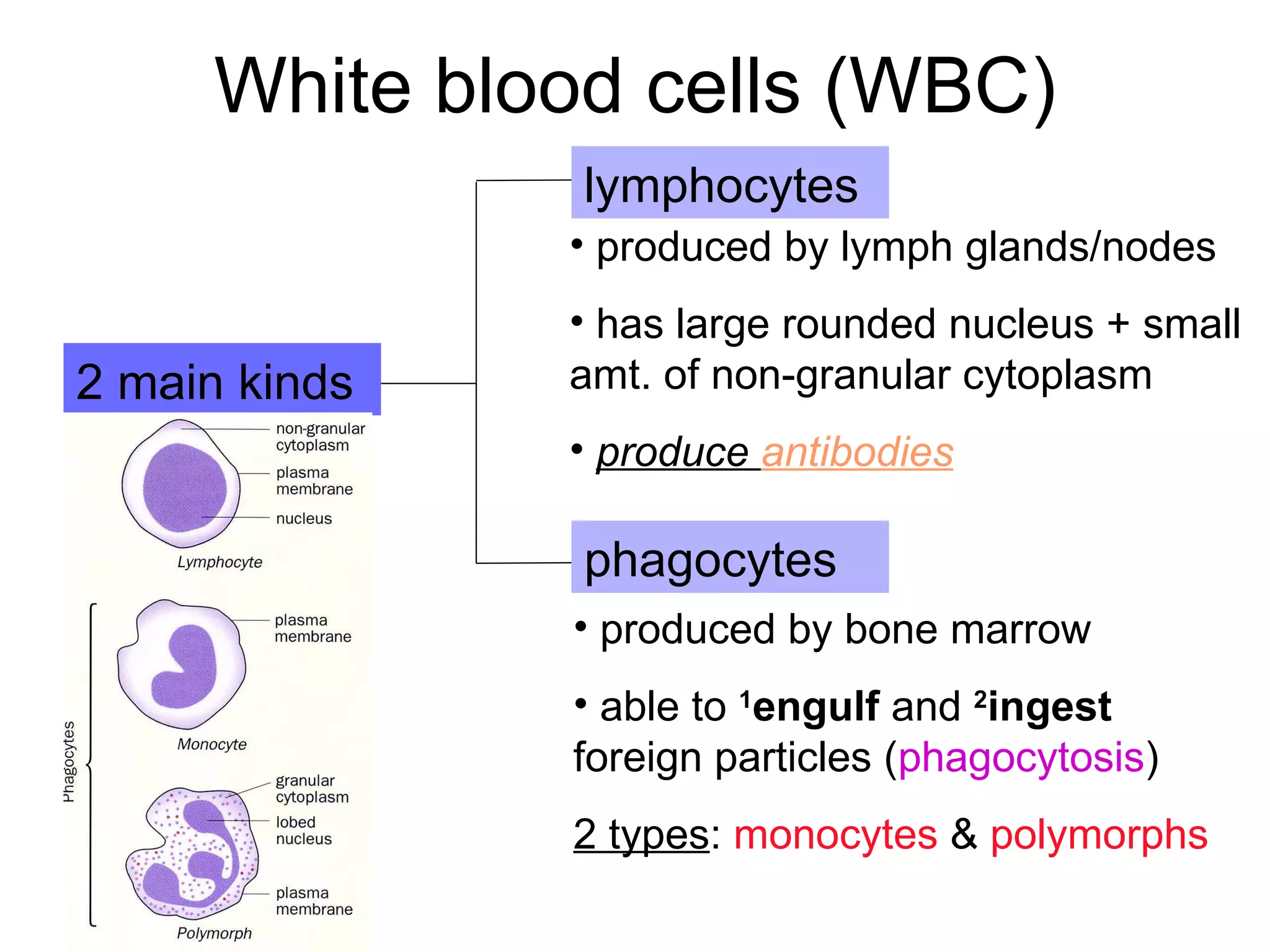Chapter 8 Lesson 1 - The Components of Blood | PPT