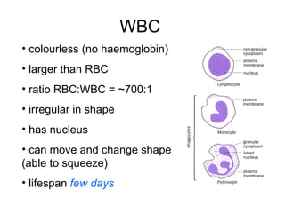 Chapter 8 Lesson 1 - The Components of Blood | PPT