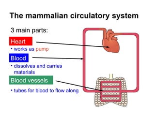 Chapter 8 Lesson 1 - The Components of Blood | PPT