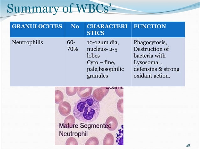 blood presentation seminar showing blood and its various aspects | PPT