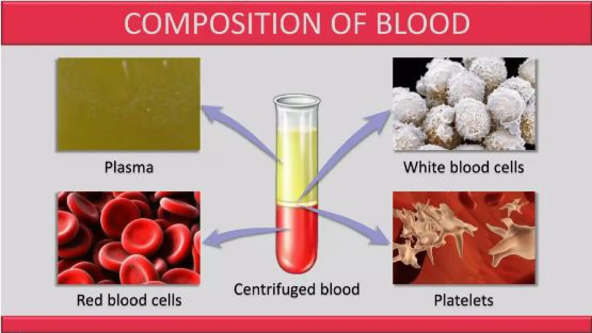 DPT - Physiology - II (Blood Physiology) Blood Composition and Function | PPTX