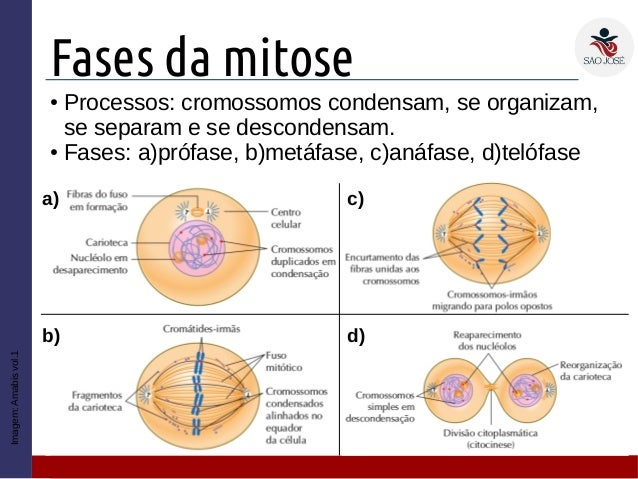 1EM #14 mitose i