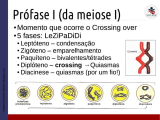 1EM #16 meiose | PDF