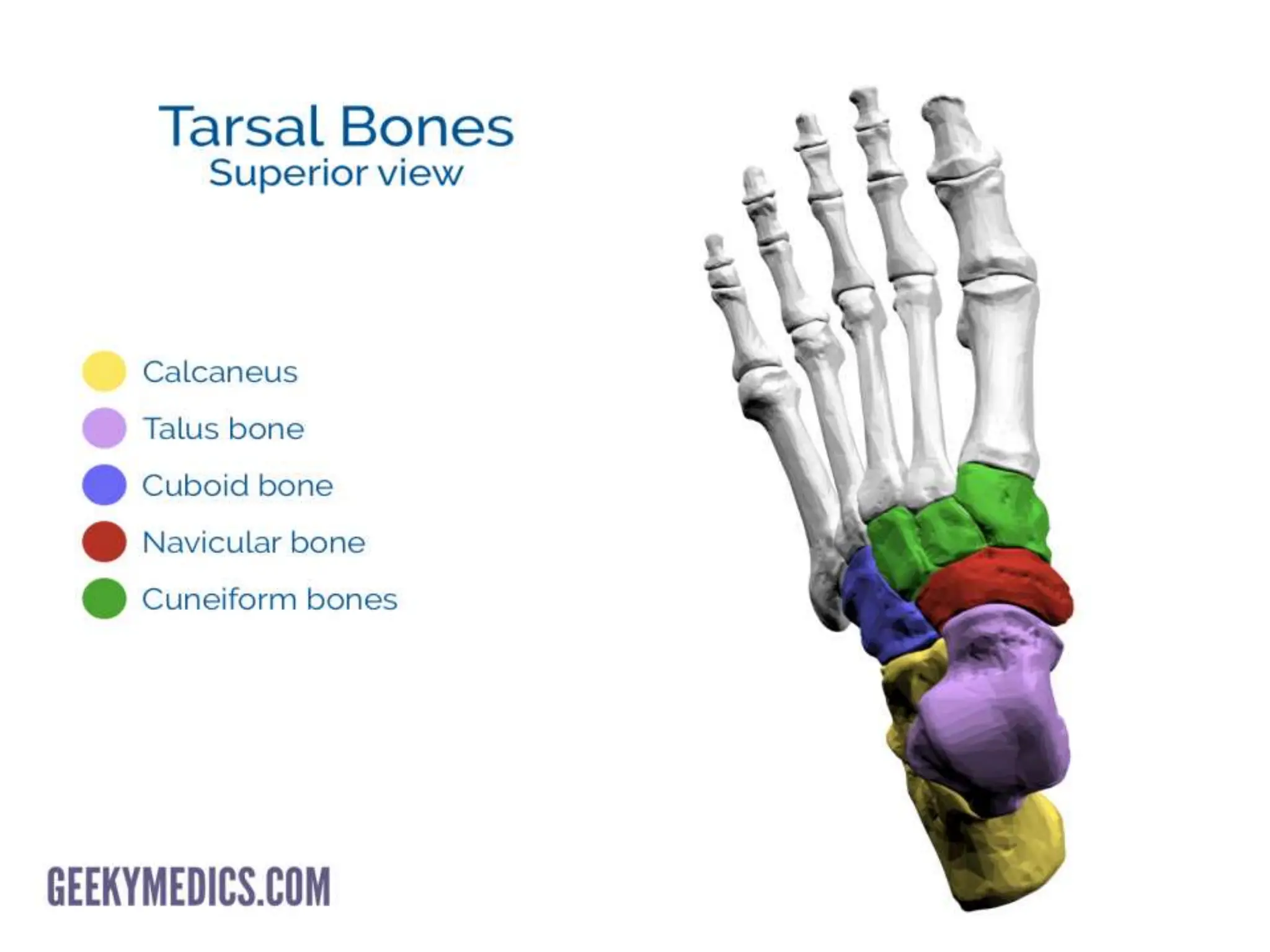 SKELETAL SYSTEM BONES ANATOMY AND PHYSIOLOGY | PPTX | Death, Injury, or ...