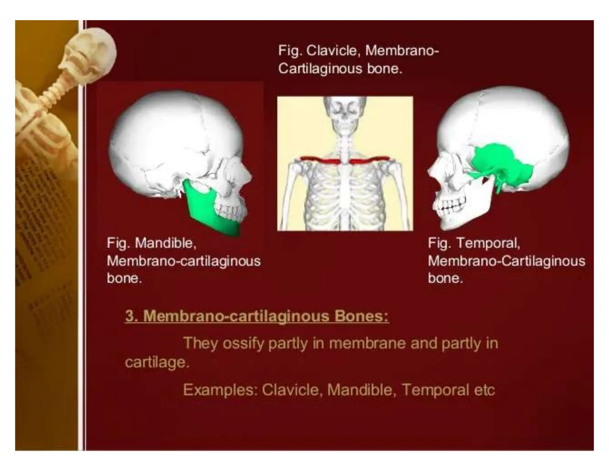 SKELETAL SYSTEM BONES ANATOMY AND PHYSIOLOGY | PPTX | Death, Injury, or ...