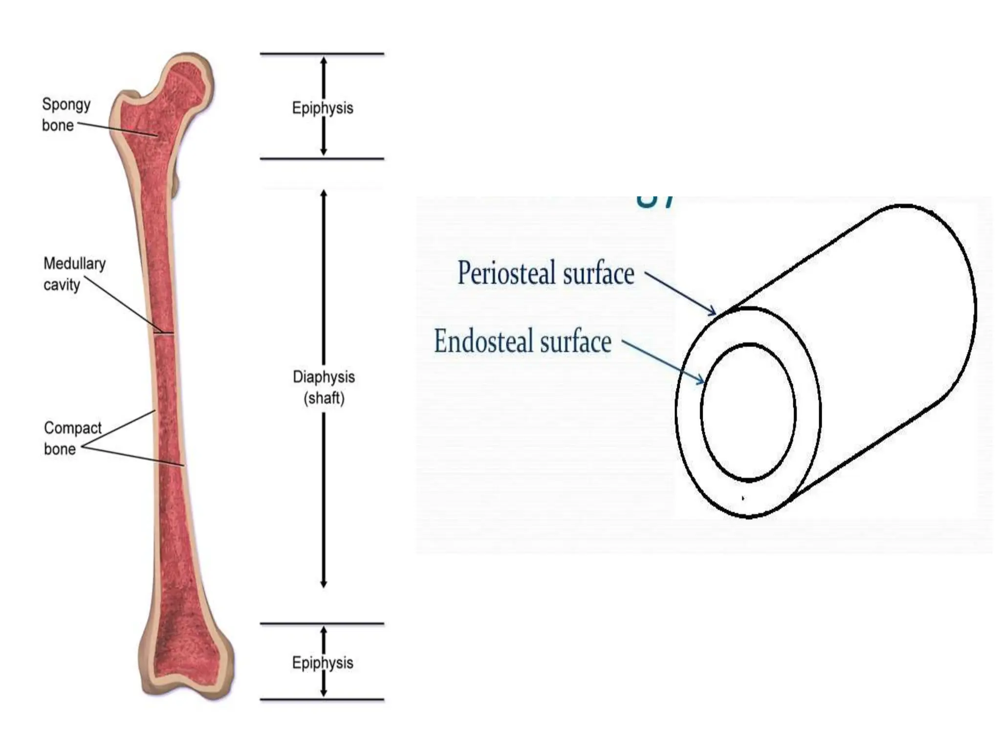SKELETAL SYSTEM BONES ANATOMY AND PHYSIOLOGY | PPTX | Death, Injury, or ...