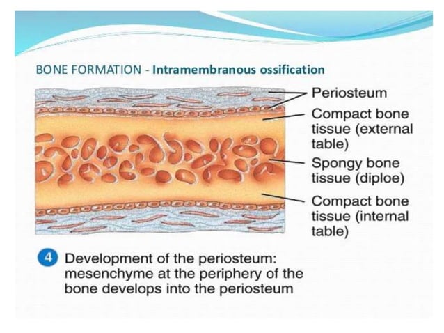 SKELETAL SYSTEM BONES ANATOMY AND PHYSIOLOGY | PPTX | Death, Injury, or ...