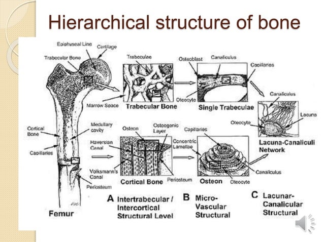 1 Bone Structure and Composition | PPTX | Bone and Joint Conditions ...