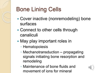 1 Bone Structure and Composition | PPTX
