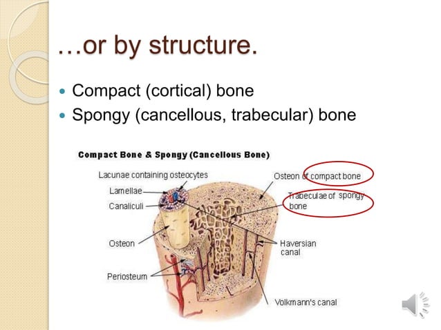1 Bone Structure and Composition | PPTX | Bone and Joint Conditions | Diseases and Conditions