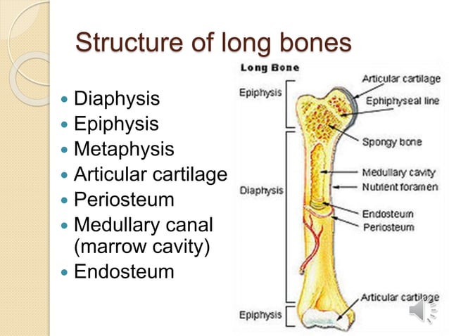 1 Bone Structure and Composition | PPTX | Bone and Joint Conditions | Diseases and Conditions