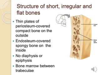 1 Bone Structure and Composition | PPTX