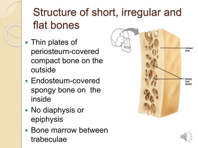 1 Bone Structure and Composition | PPTX | Bone and Joint Conditions | Diseases and Conditions