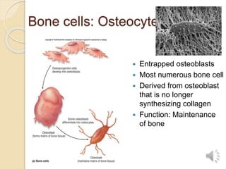 Bone Cell Structure And Function
