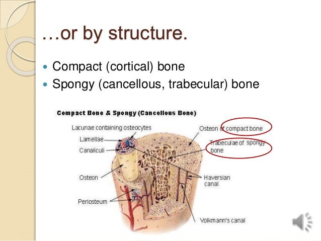 1 Bone Structure and Composition