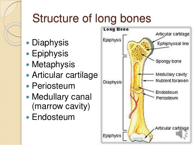 1 Bone Structure And Composition 1 Bone Structure And Composition