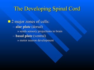 Brain Development | PPT