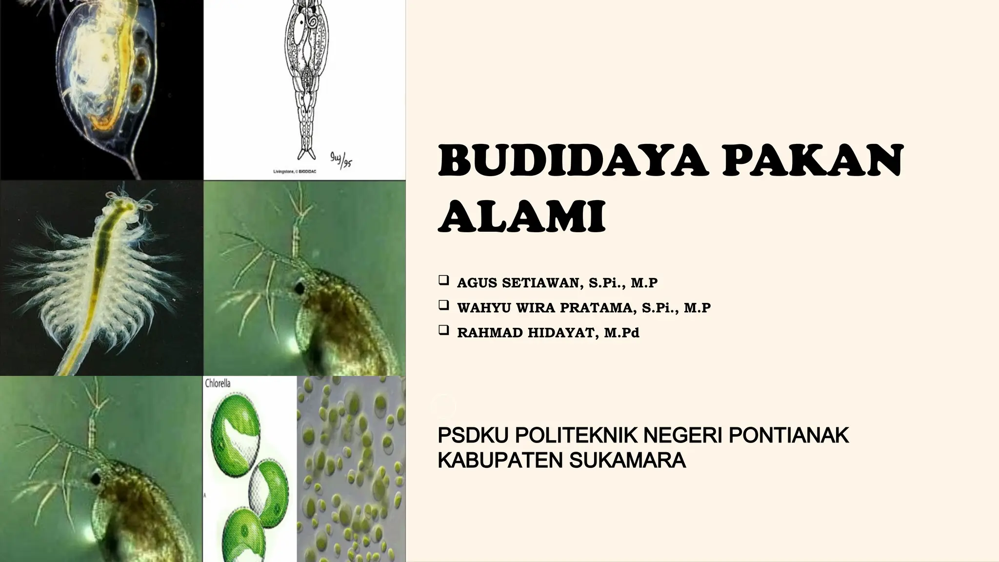 1_Budidaya Pakan Alami _ Budidaya Perikanan.pptx