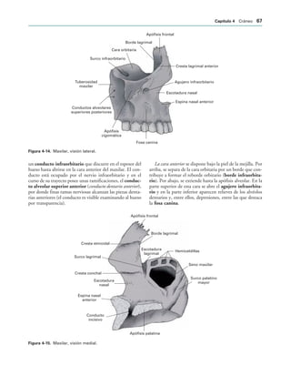 1 BUENO 0554. Anatomía humana.pdf