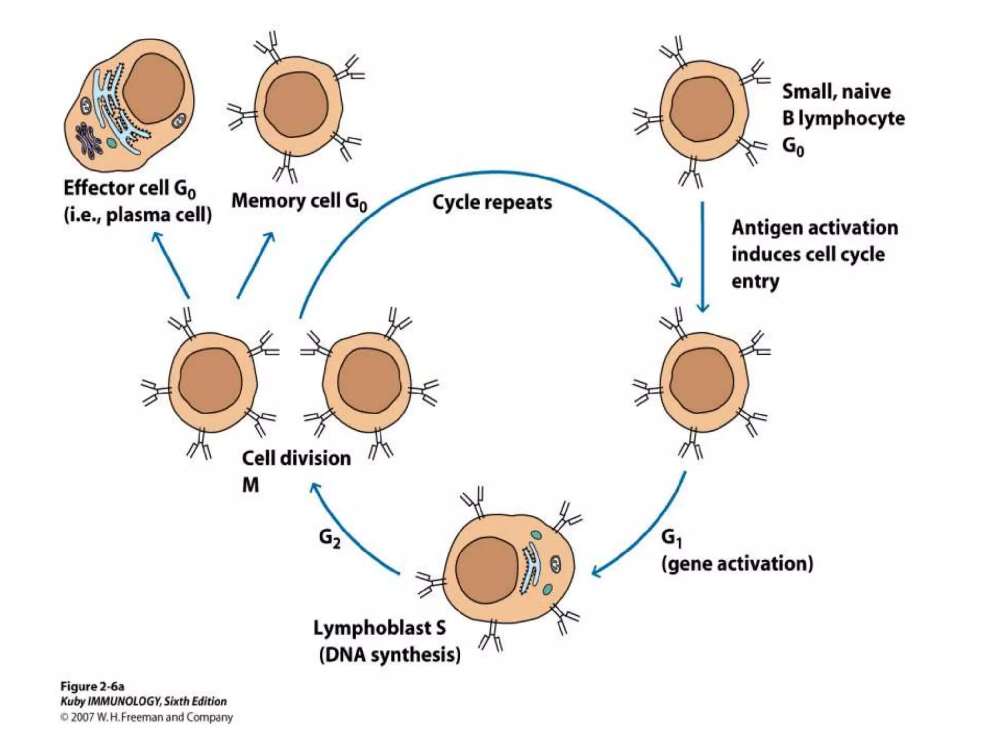 1c.Cells & Tissues of the Immune System.ppt
