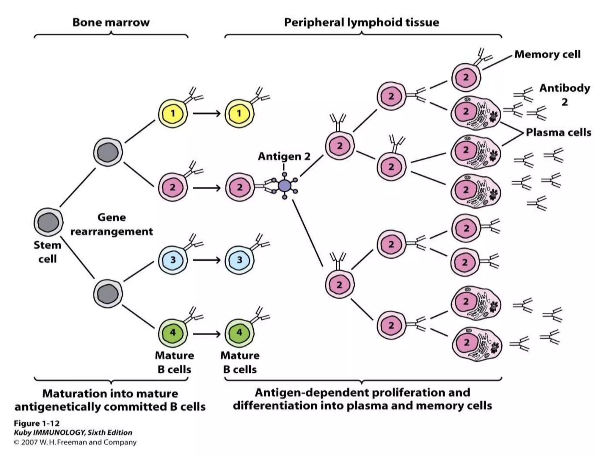 1c.Cells & Tissues of the Immune System.ppt