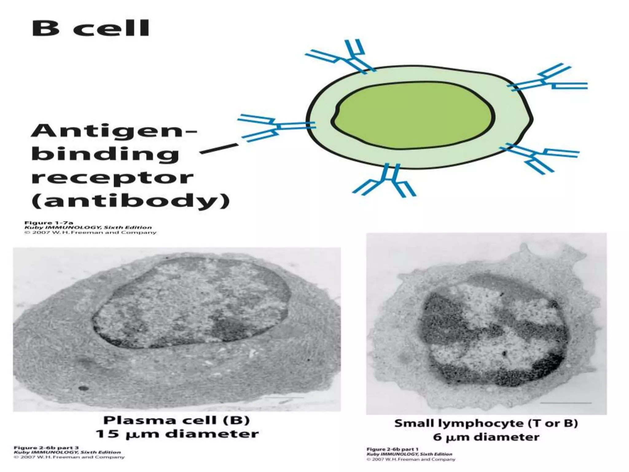 1c.Cells & Tissues of the Immune System.ppt