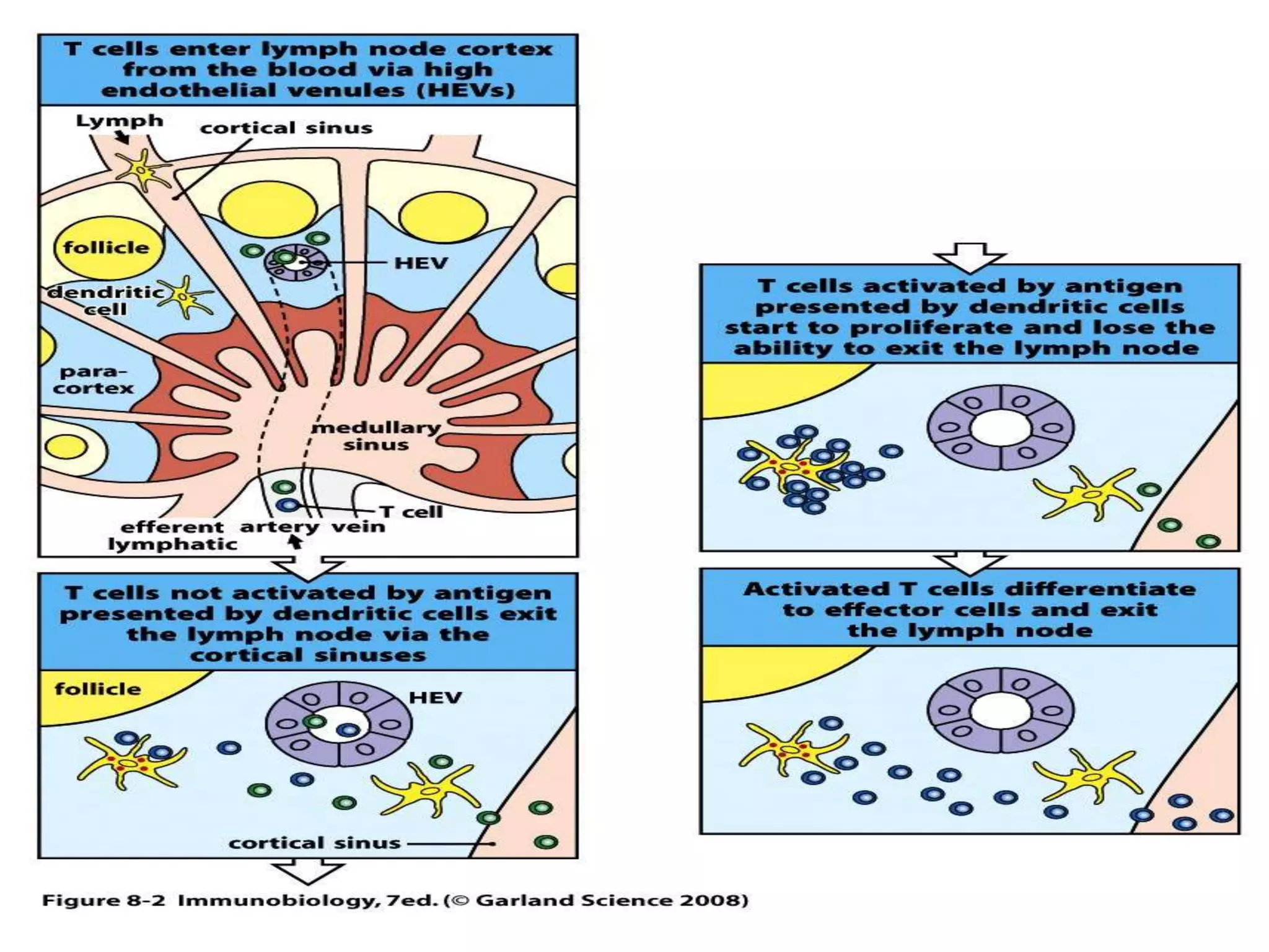 1c.Cells & Tissues of the Immune System.ppt