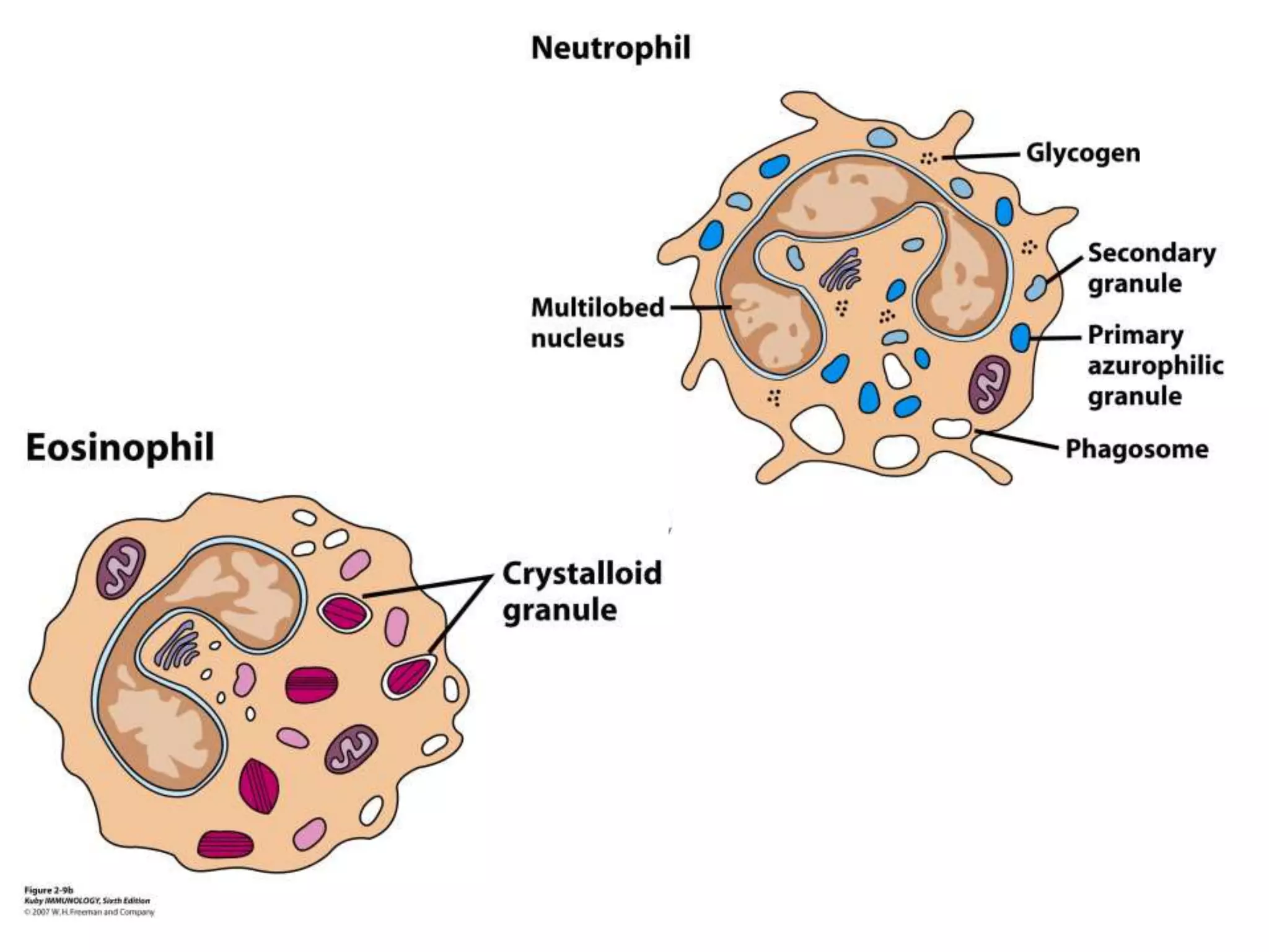 1c.Cells & Tissues of the Immune System.ppt