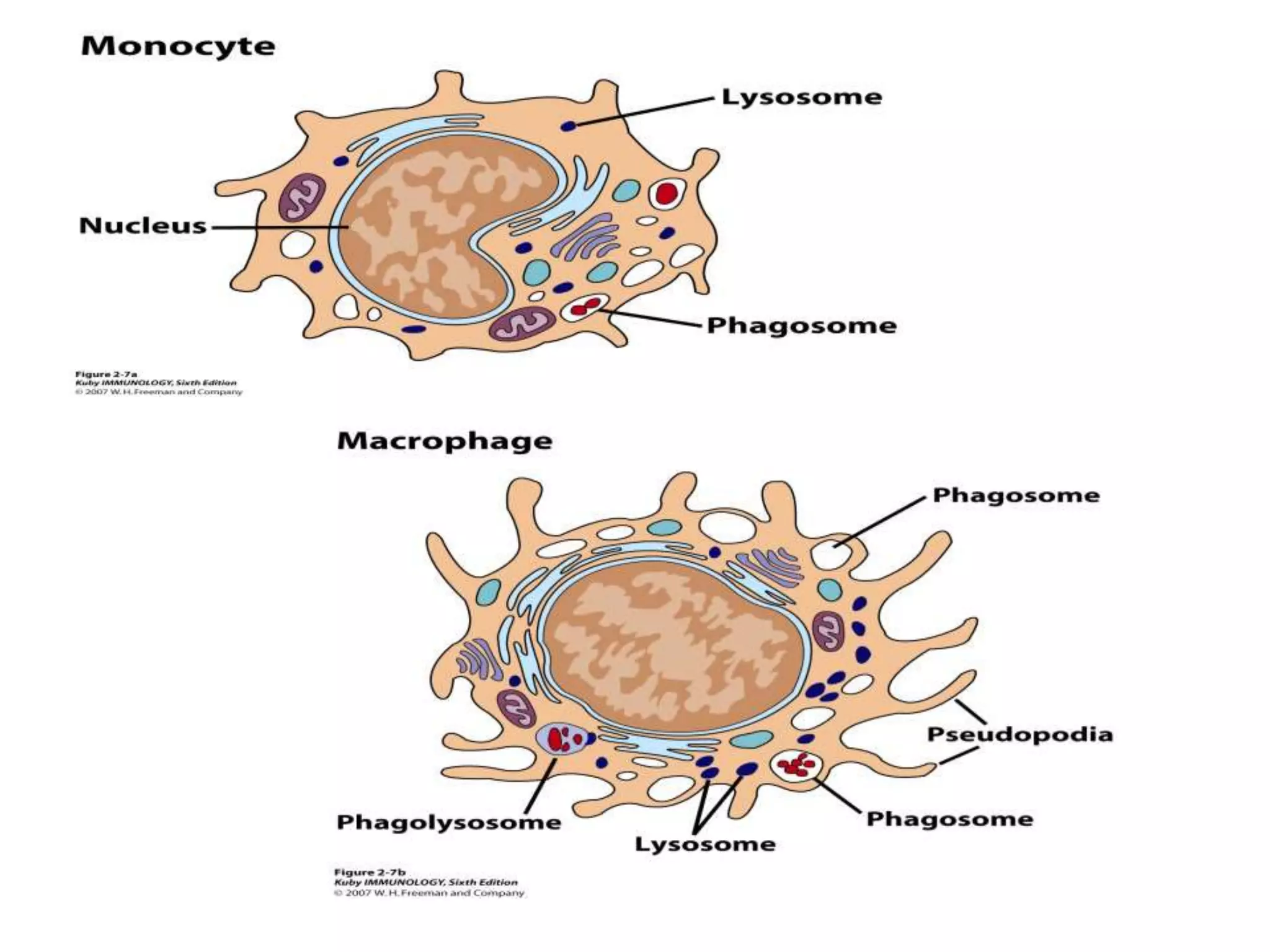 1c.Cells & Tissues of the Immune System.ppt
