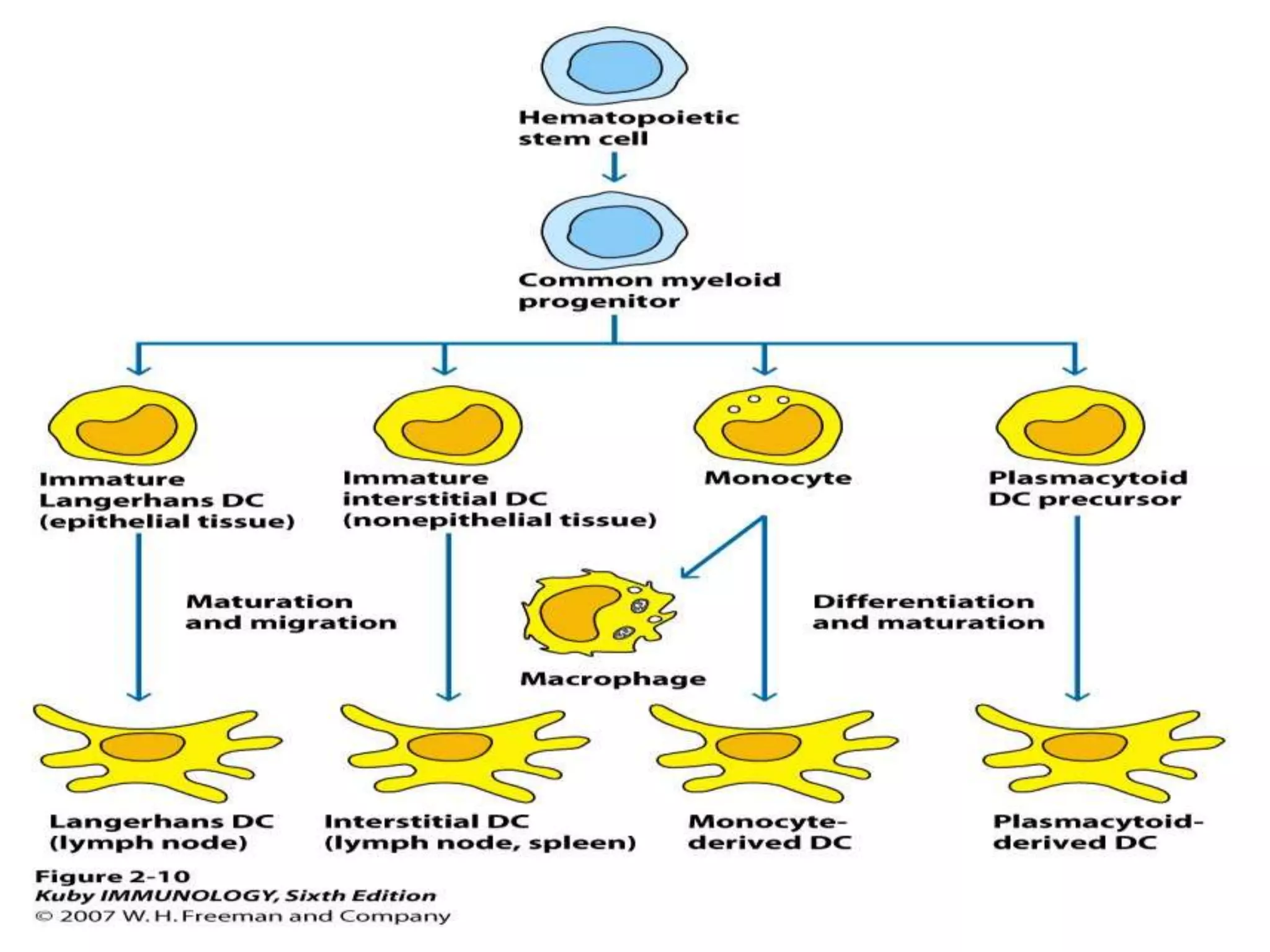 1c.Cells & Tissues of the Immune System.ppt