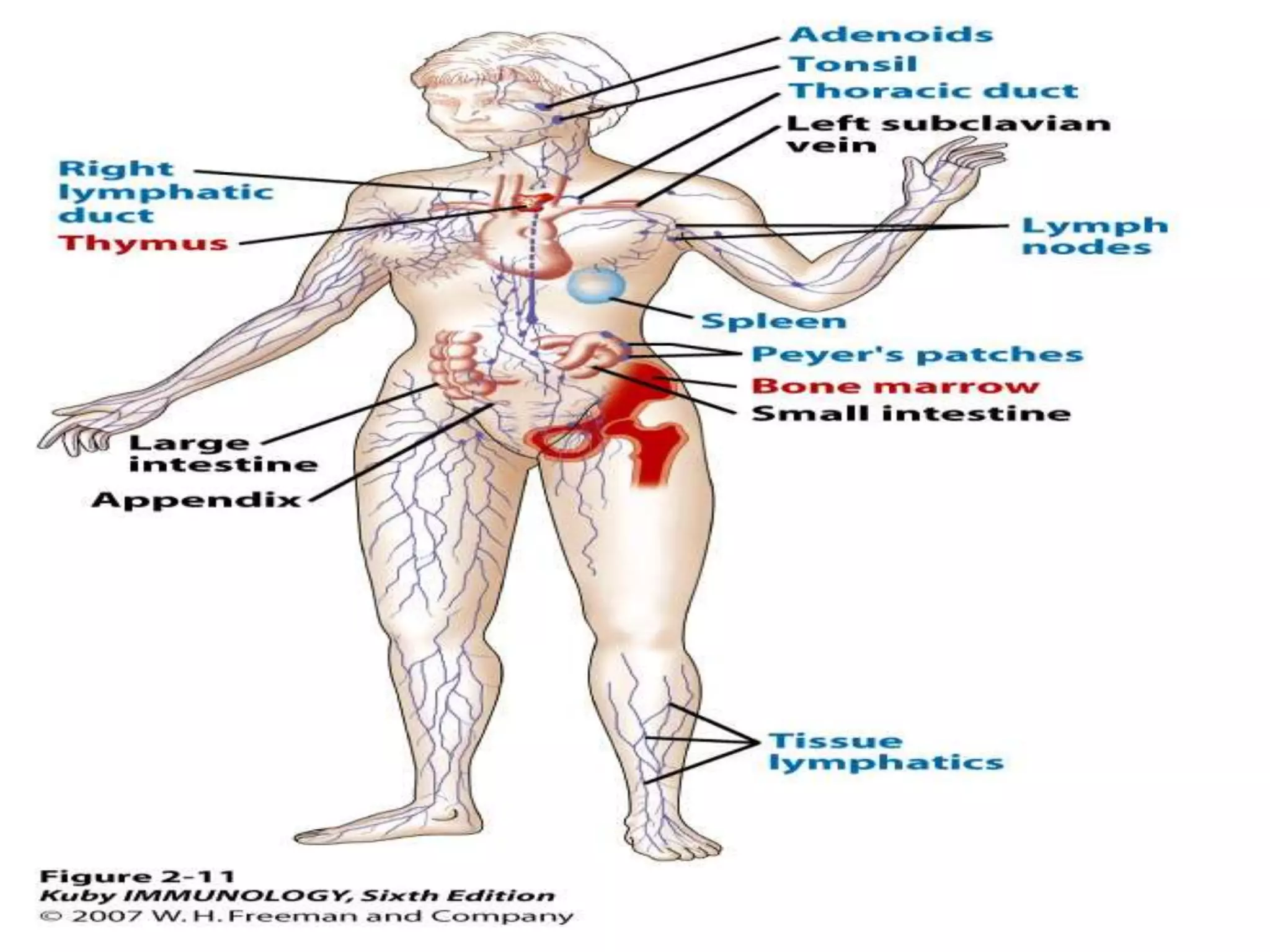 1c.Cells & Tissues of the Immune System.ppt