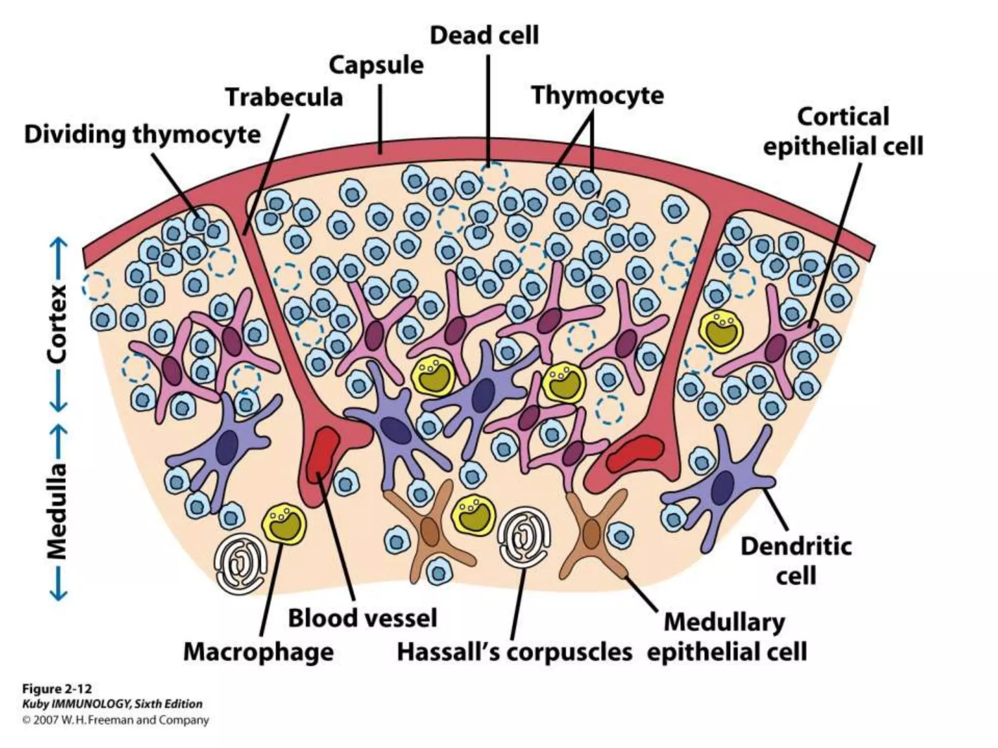 1c.Cells & Tissues of the Immune System.ppt