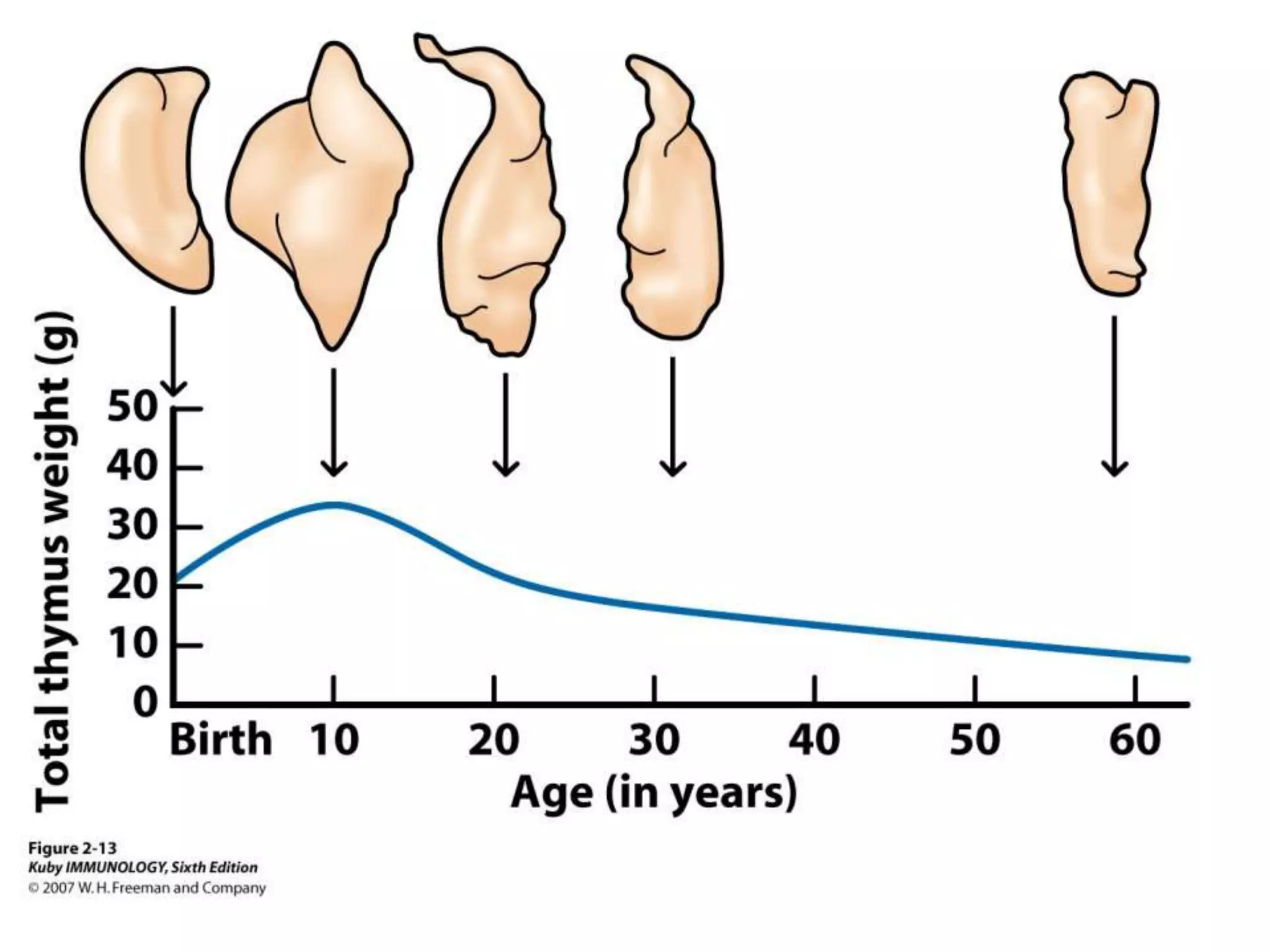 1c.Cells & Tissues of the Immune System.ppt