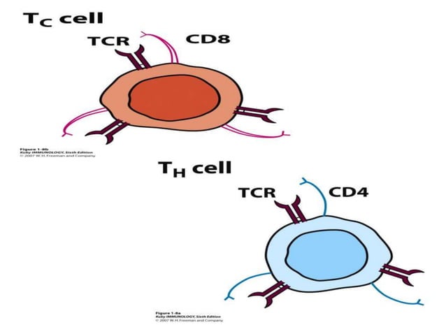 1c.Cells & Tissues of the Immune System.ppt