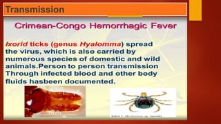 CRIMEAN-CONGO HEMORRHAGIC FEVER (CCHF) By. Dr.Yasir Baloch L&DDDB ...