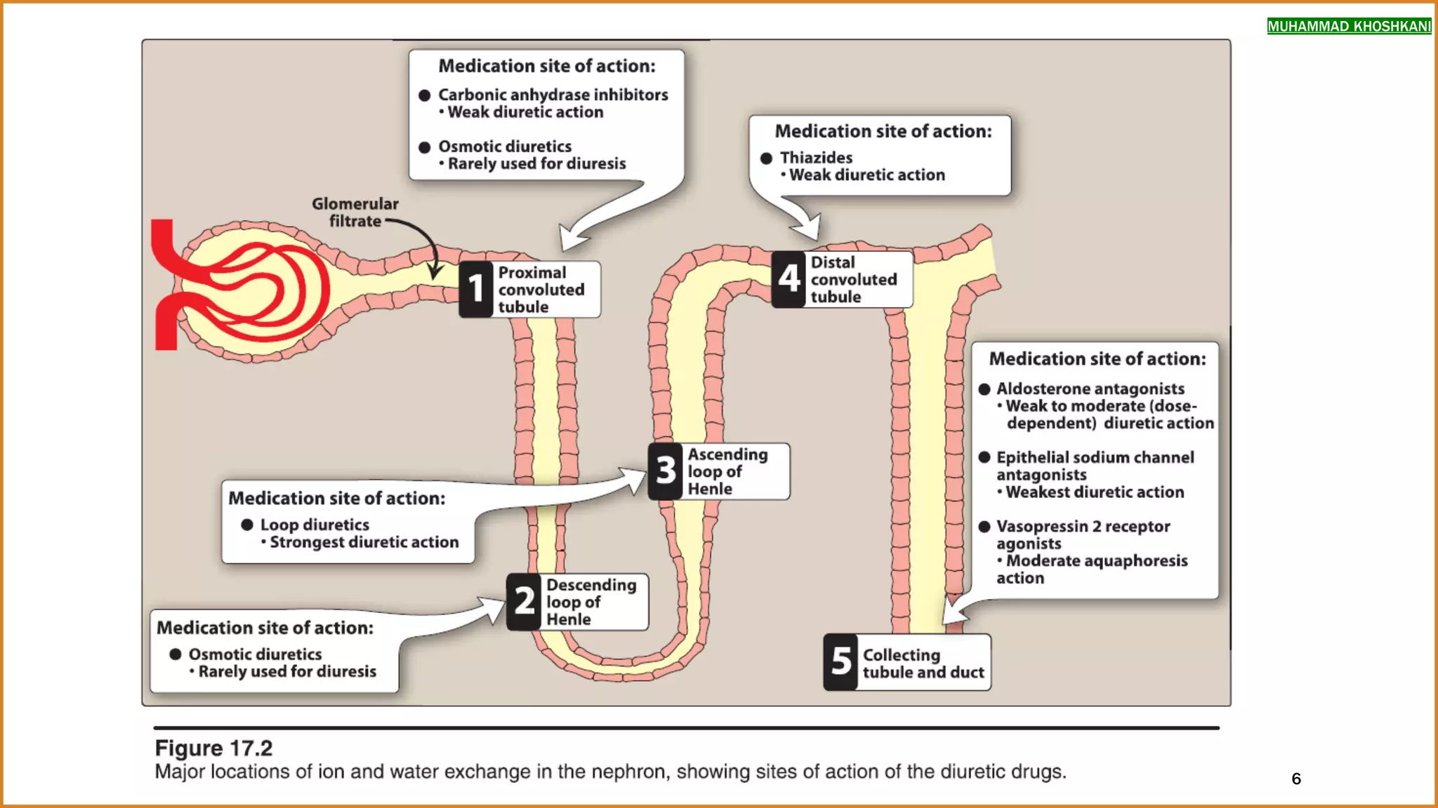 diuretics | PDF