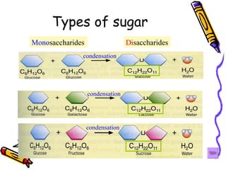 Chapter 4 Nutrients Lesson 1 - Carbohydrates | PPT