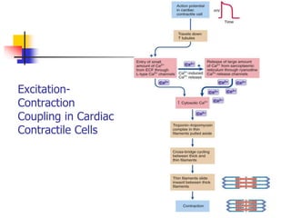 cardiac.ppt