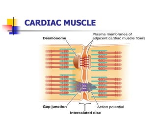 cardiac.ppt