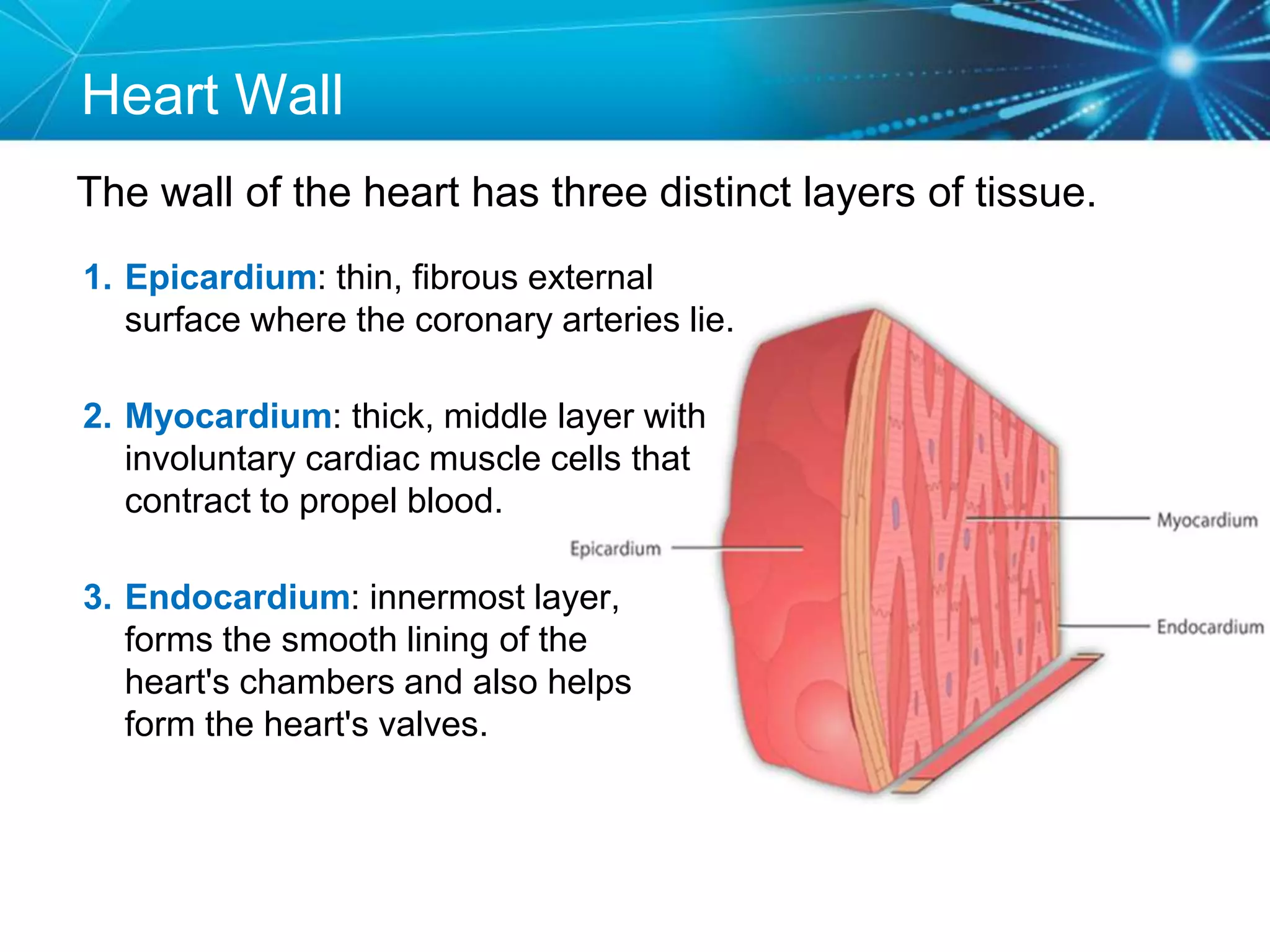 1 Cardiovascular Anatomy & Physiology.ppt