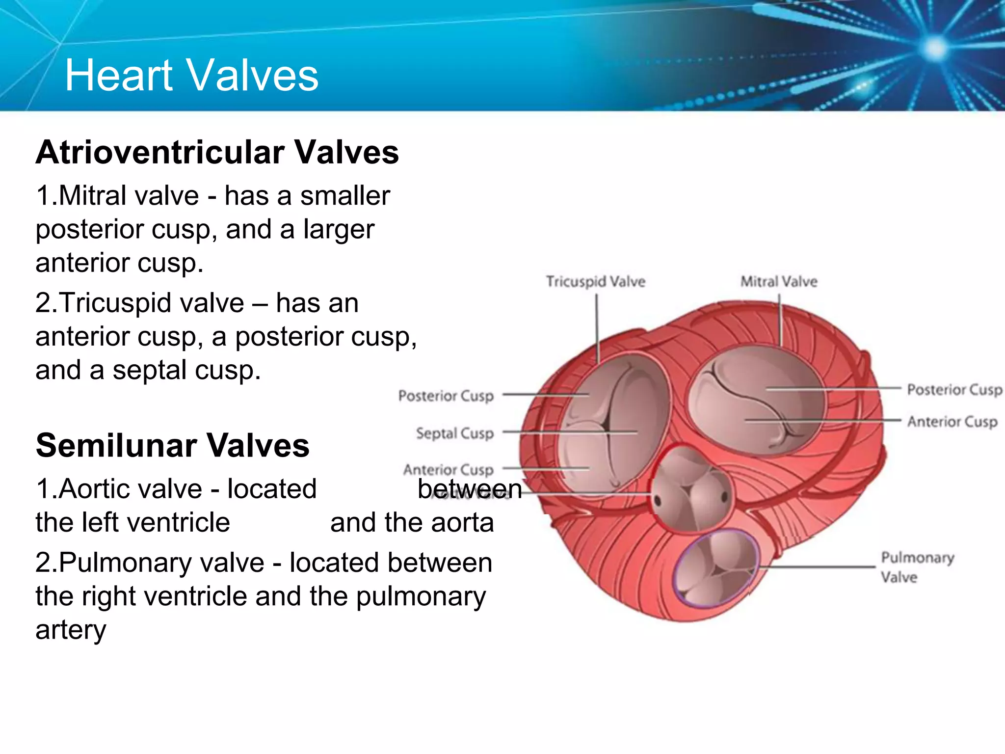 1 Cardiovascular Anatomy & Physiology.ppt | Heart and Cardiovascular ...
