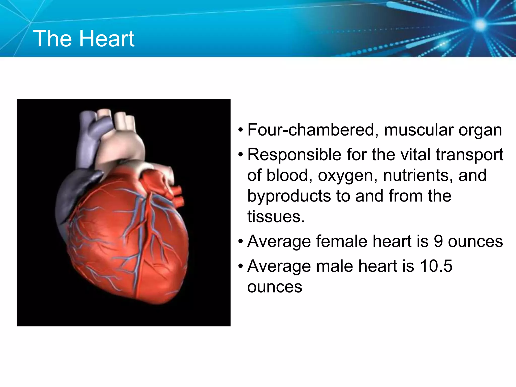 1 Cardiovascular Anatomy & Physiology.ppt
