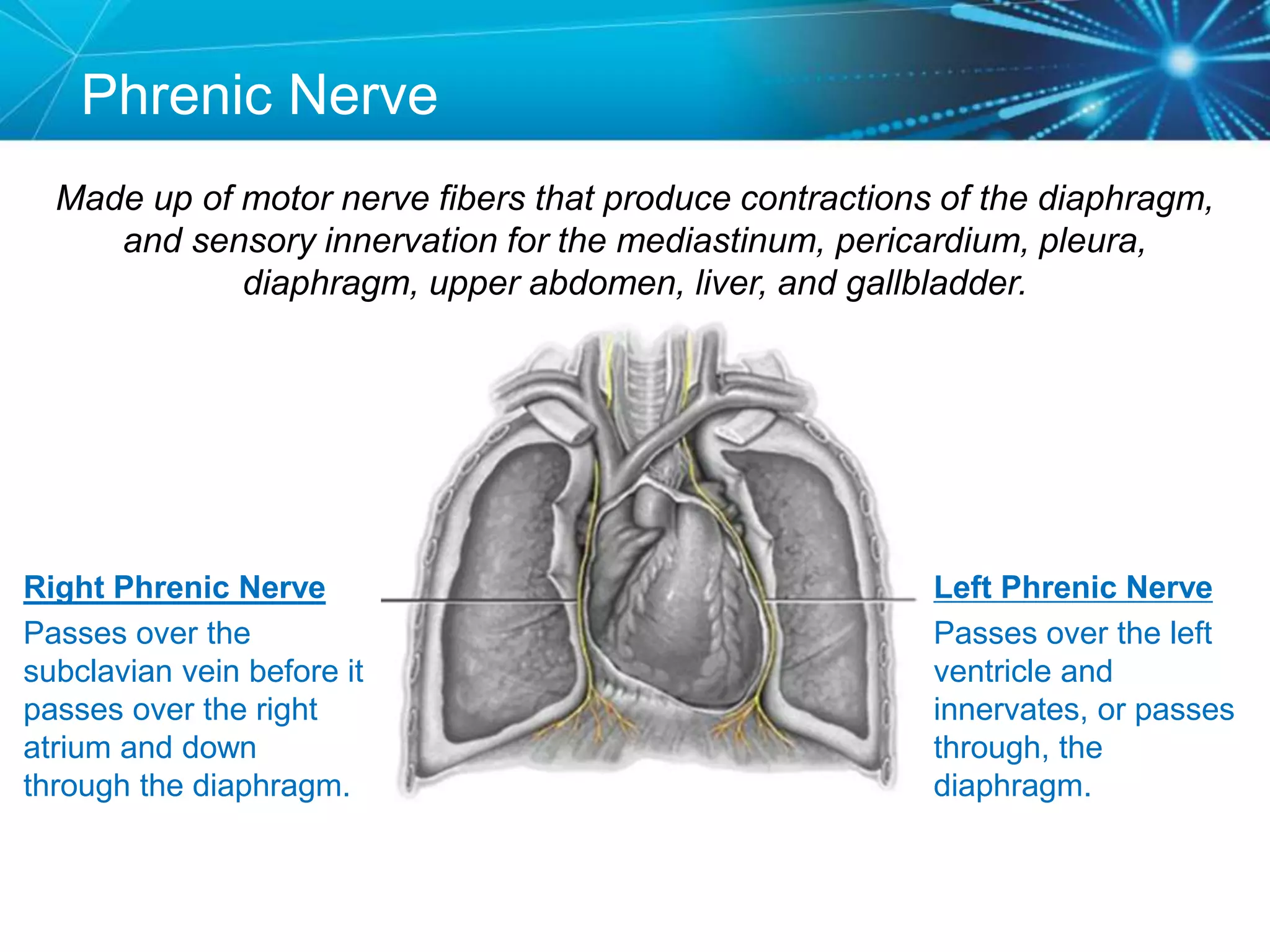 1 Cardiovascular Anatomy & Physiology.ppt