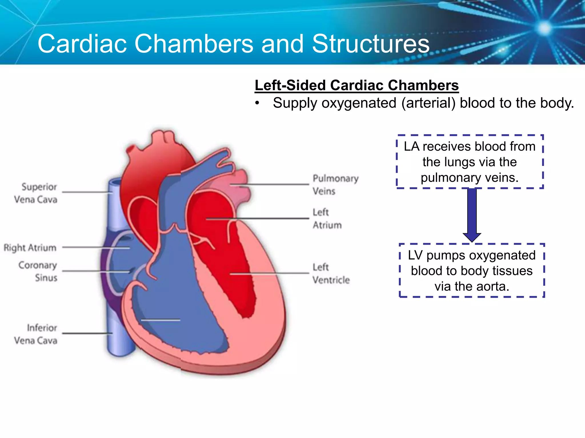 1 Cardiovascular Anatomy & Physiology.ppt | Heart and Cardiovascular ...