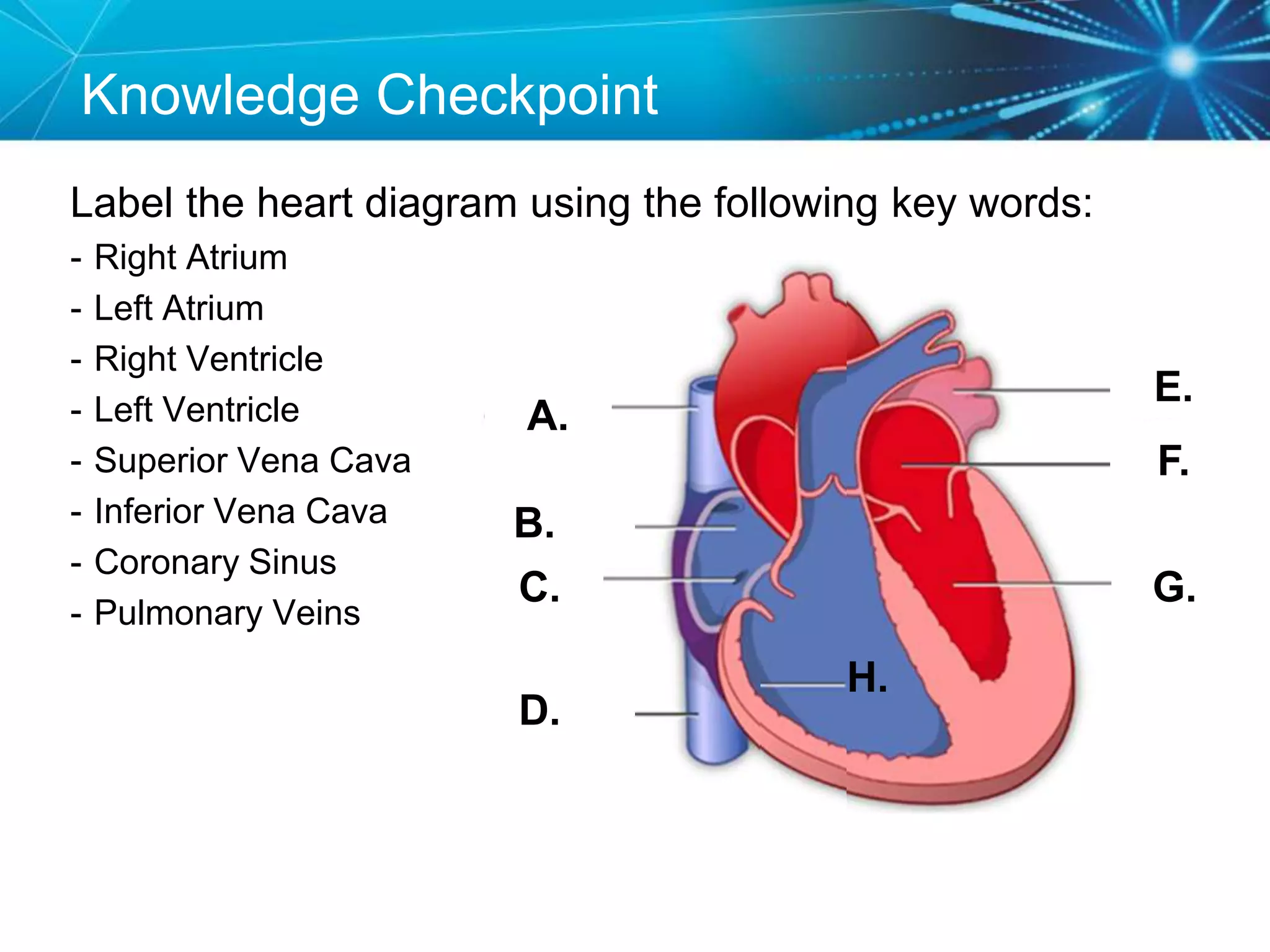 1 Cardiovascular Anatomy & Physiology.ppt